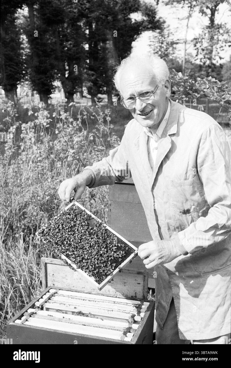 Piet from Groep Jonker beekeeper with his bee colony., Whizgle News, Dutch Desk, The Netherlands ...