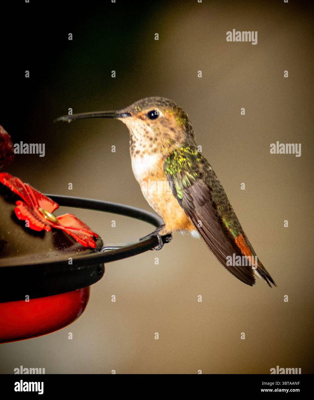 Hummingbird at Feeder Stock Photo - Alamy