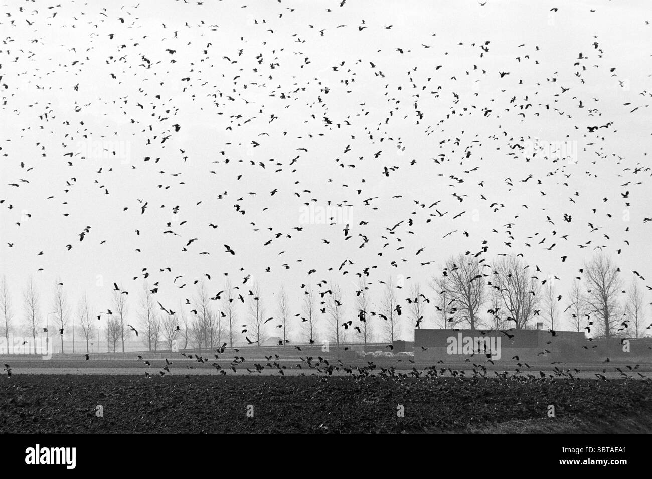Birds fill Black and White Stock Photos & Images - Alamy