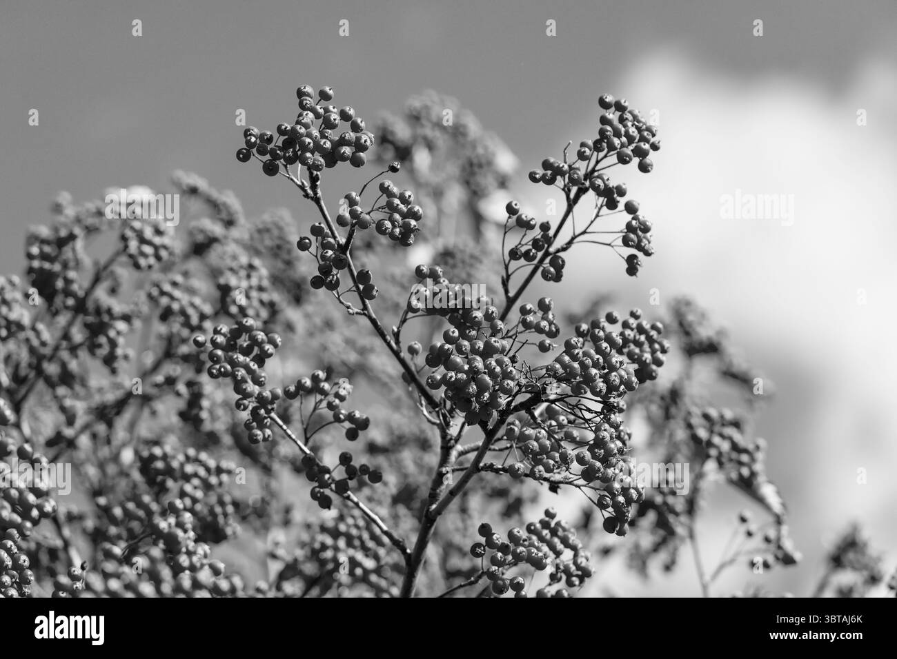 Rowan ash berry background Black and White Stock Photos & Images - Alamy