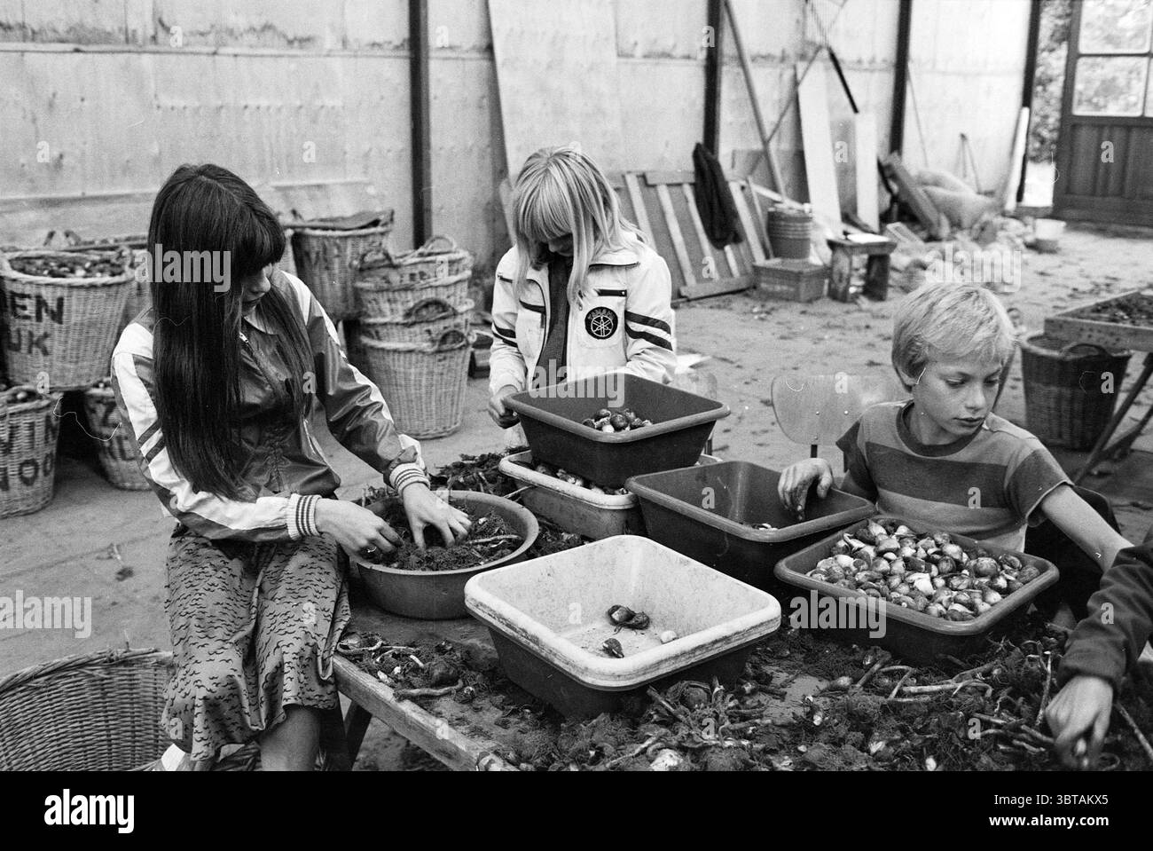 Peeling bulbs Haarlem bulbs and bulb region bulb field bulbs Haarlem ...