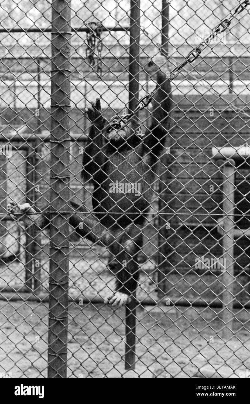Chimpanzee in a cage zoo, Whizgle News, Dutch Desk, The Netherlands ...
