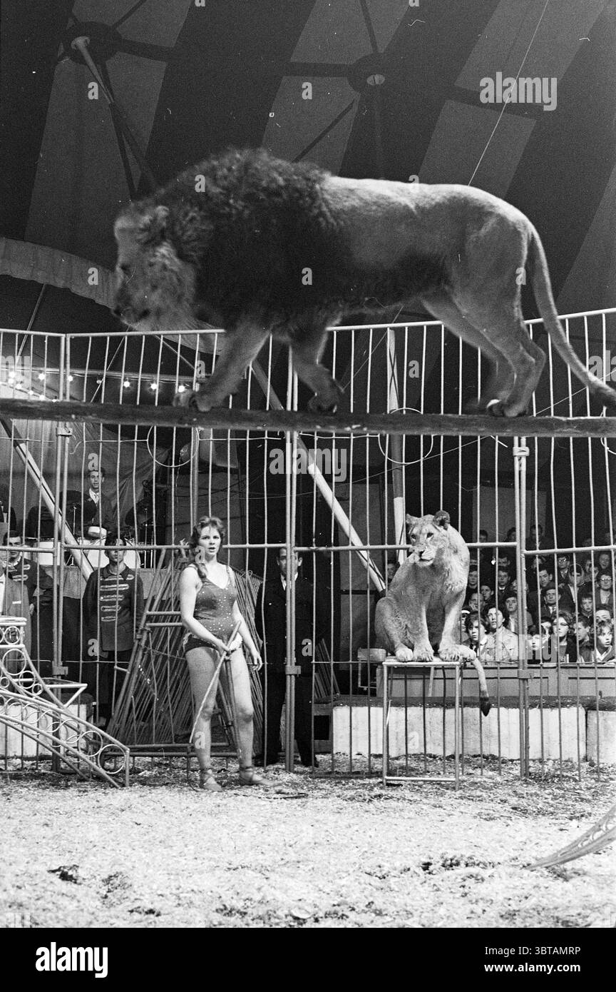 Circus Boltini Circus, Whizgle News, Dutch Desk, The Netherlands, 1950 ...