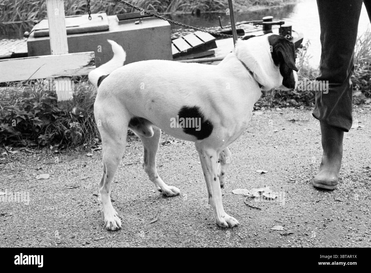 Slender tail wags gently hi-res stock photography and images - Alamy