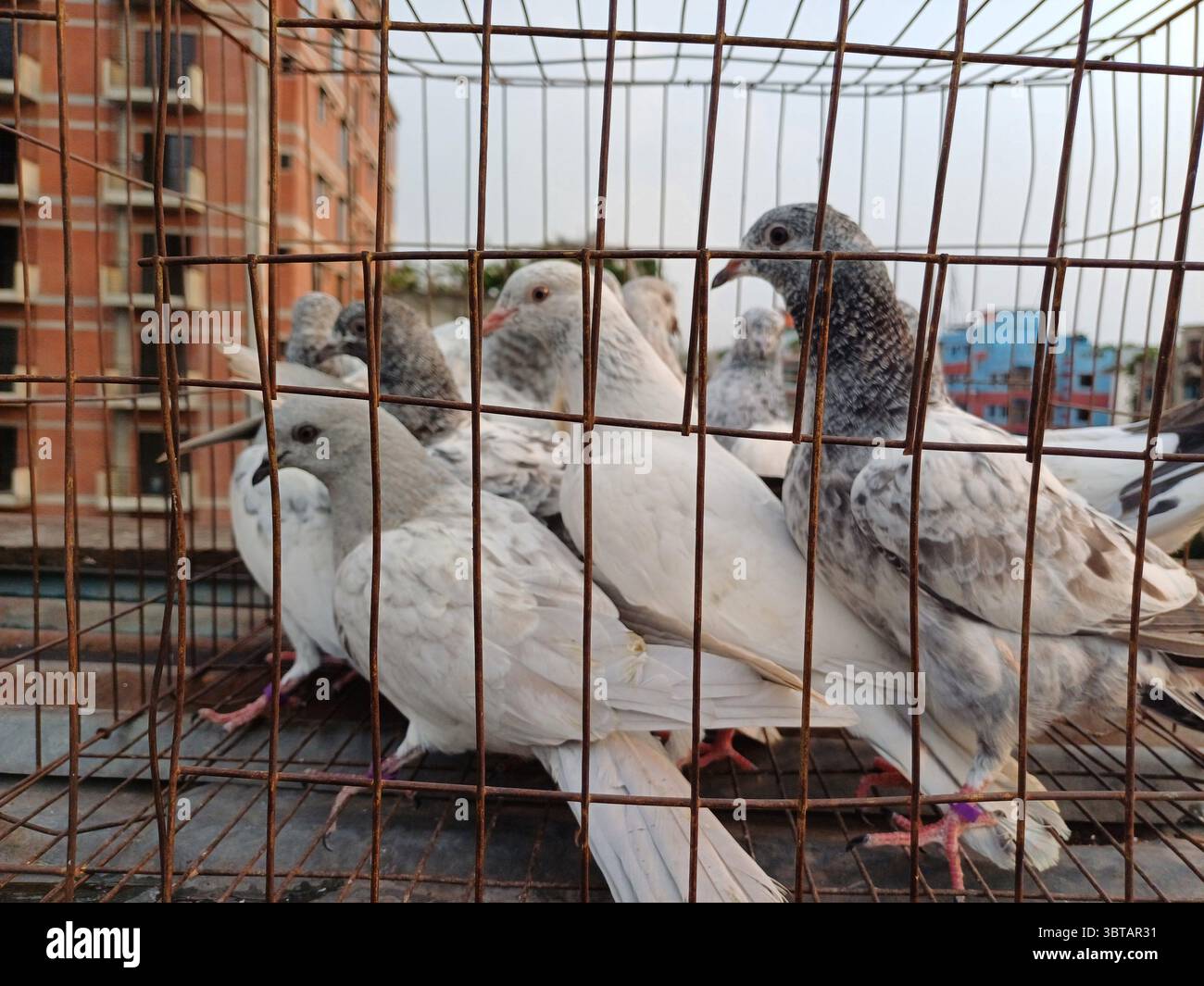 (Columba livia domestica) Pigeons Stock Photo - Alamy