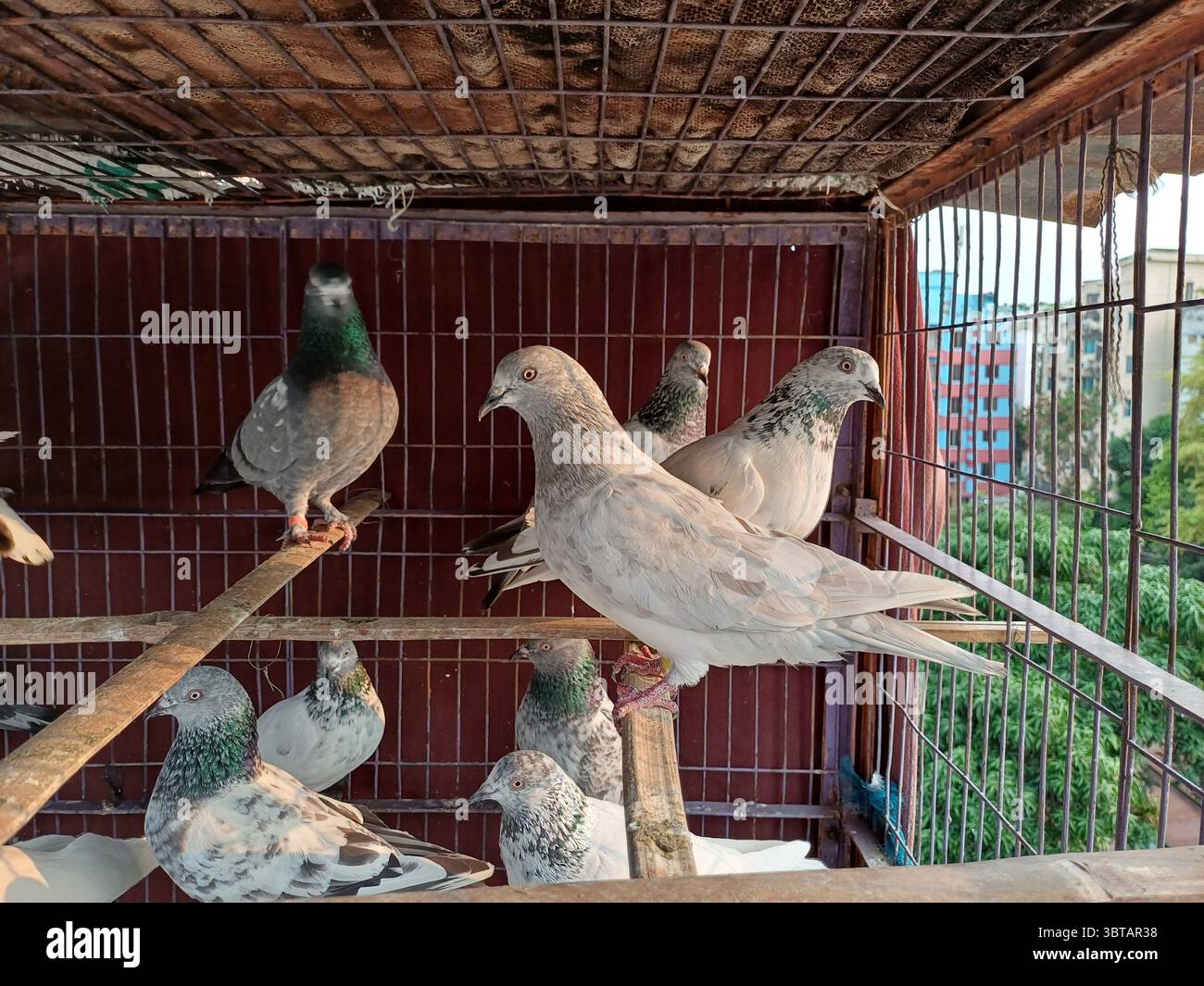 (Columba livia domestica) Pigeons Stock Photo - Alamy