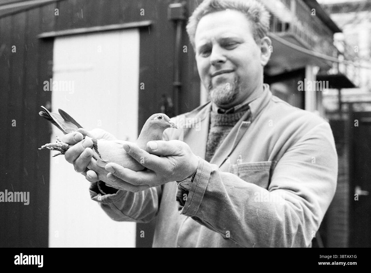 Mr. v.d. With pigeon Prince Bernhard Duiven, Whizgle News, Dutch Desk ...
