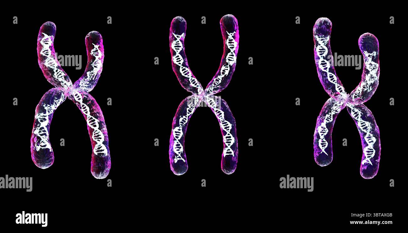 3d rendering collection of transparent chromosome x contain dna strand ...