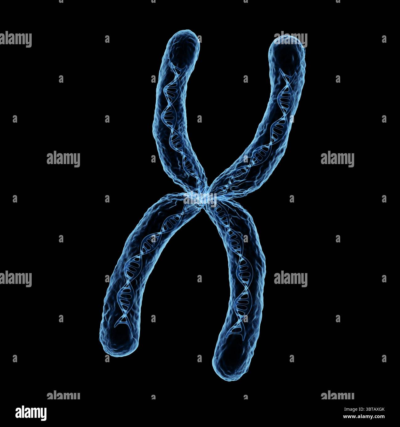 3d rendering blue transparent chromosome x contain dna strand inside ...