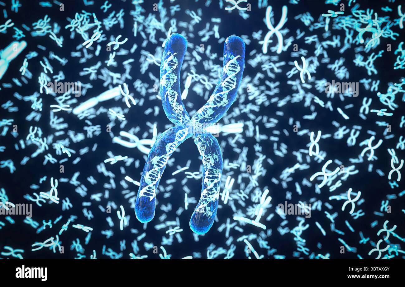 3d rendering transparent chromosome x contain dna strand inside Stock ...