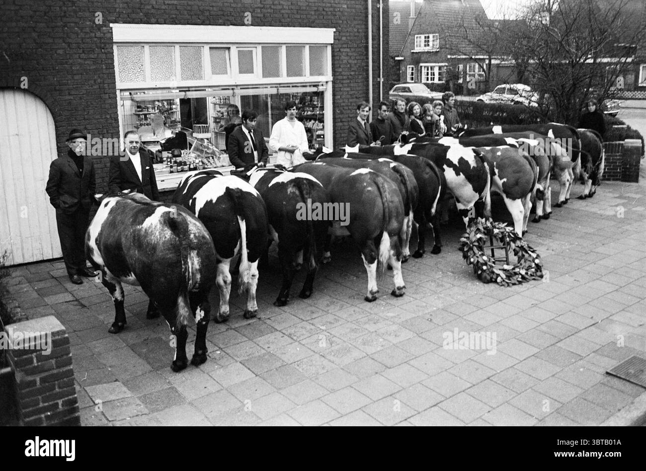 Cows and people in front of a butcher's shop?, Whizgle News, Dutch Desk ...