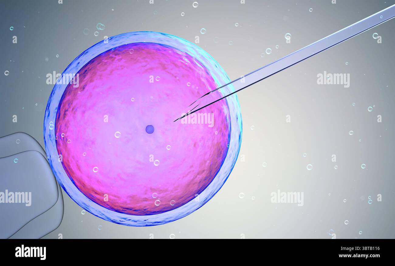 3d rendering ovum with needle for artificial insemination or in vitro ...