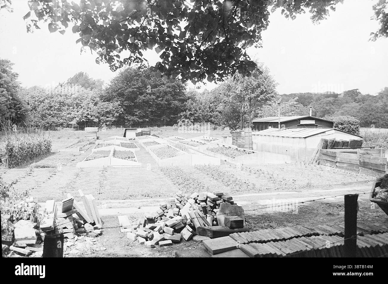 Dark green vegetables Black and White Stock Photos & Images - Alamy