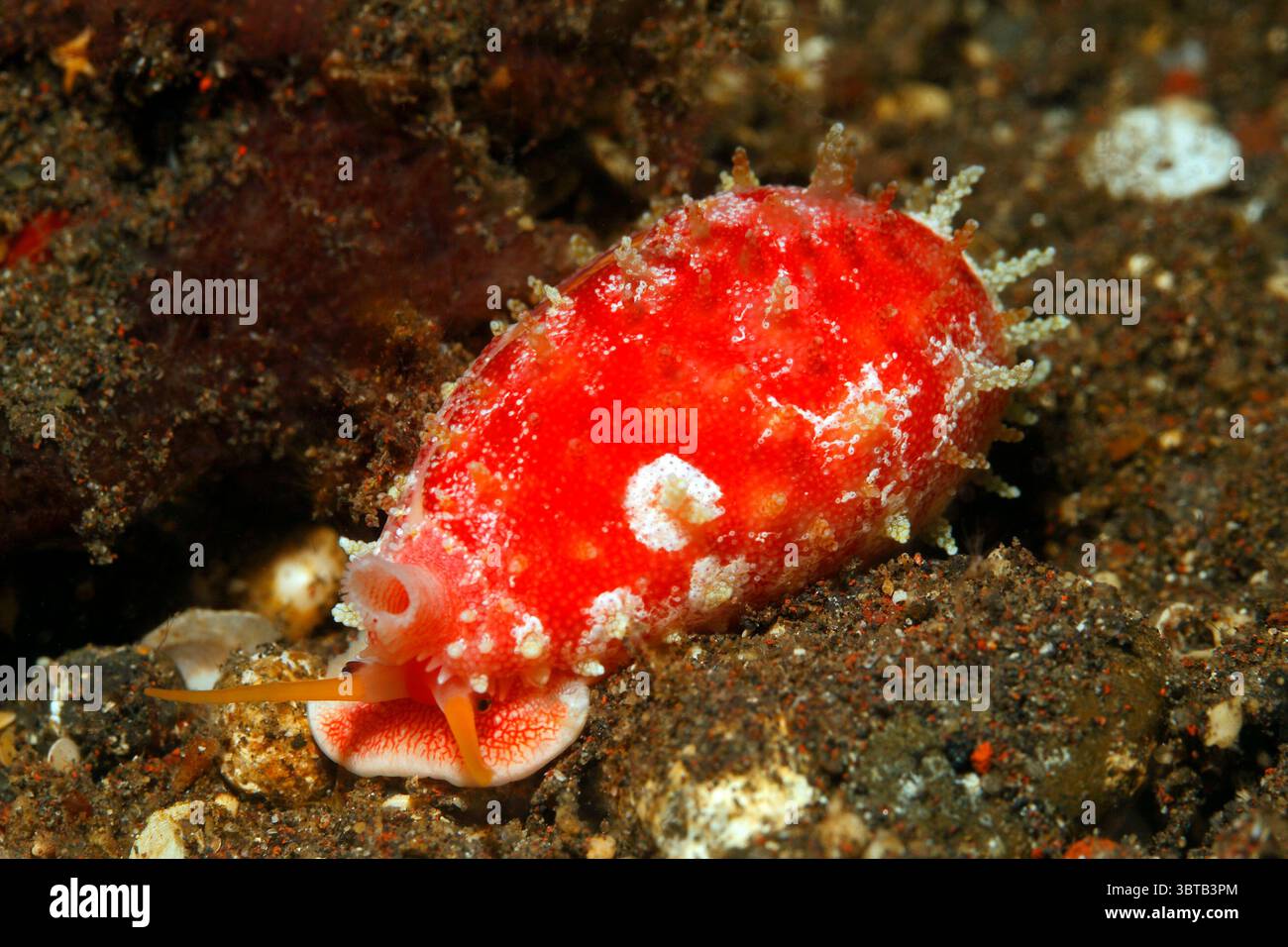 Chinese Cowry or Cowrie, Ovatipsa chinensis, showing the mantle and ...