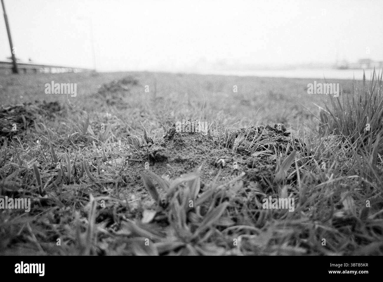 Close up damp due Black and White Stock Photos & Images - Alamy