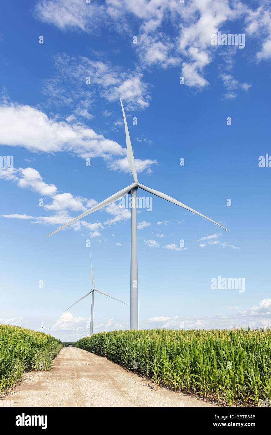 The Cardinal Point wind farm surrounded by mid-summer corn fields in ...