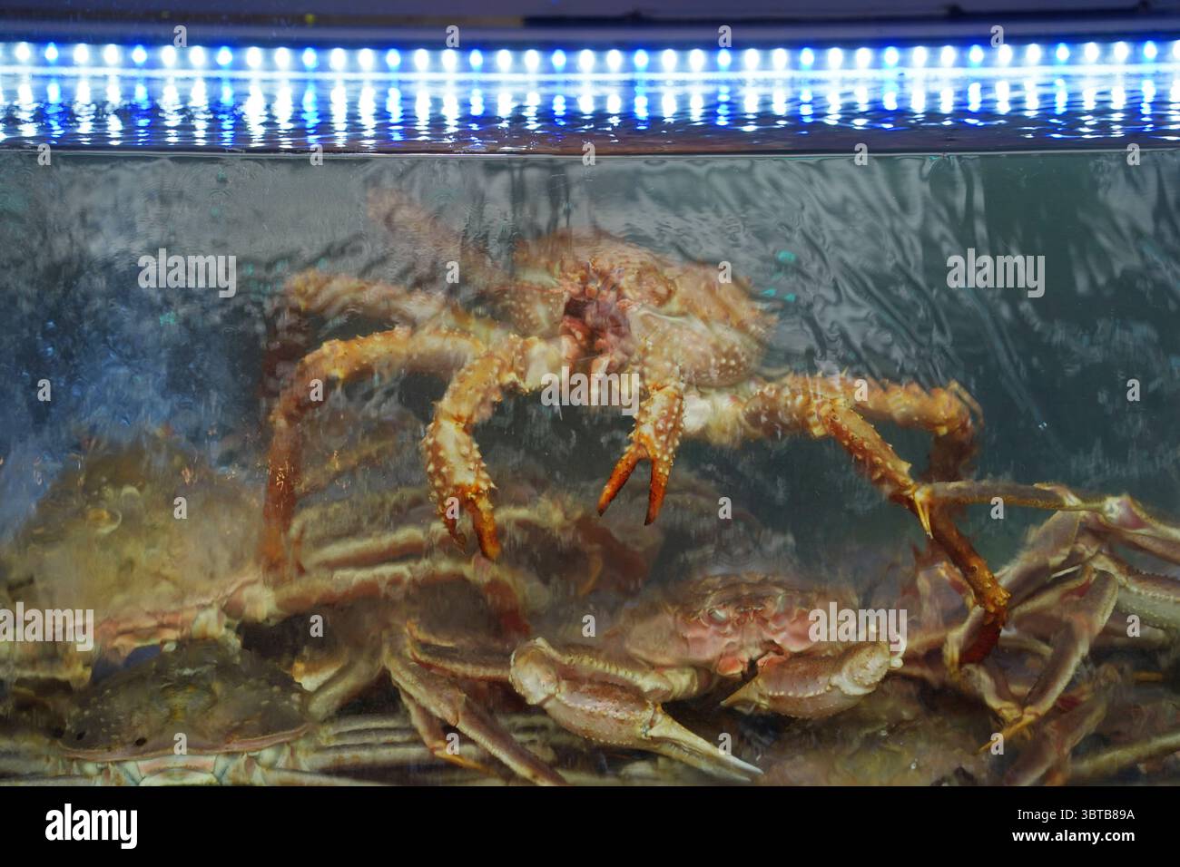 Freshly Caught Snow Crabs in Restaurant Water Tank Stock Photo - Alamy