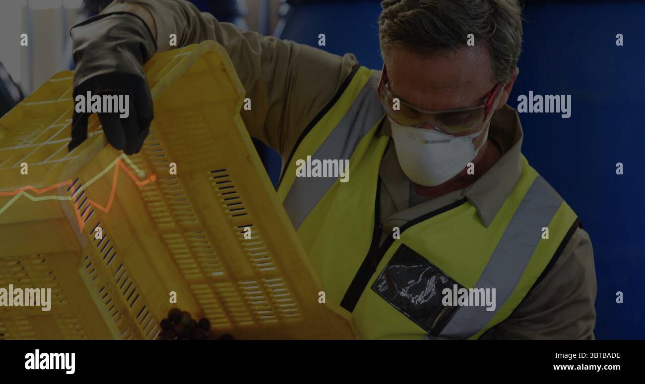Lifting worker wearing vest, gloves raising grape crate in warehouse ...