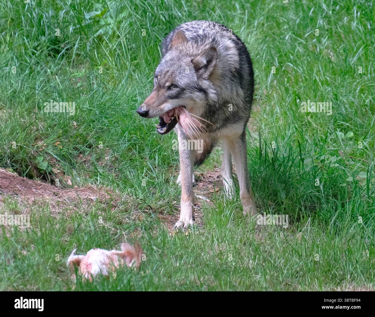 Wolf-Europaeischer Grauwolf in Deutschland in Aktion. Wolf-Grauwolf ...
