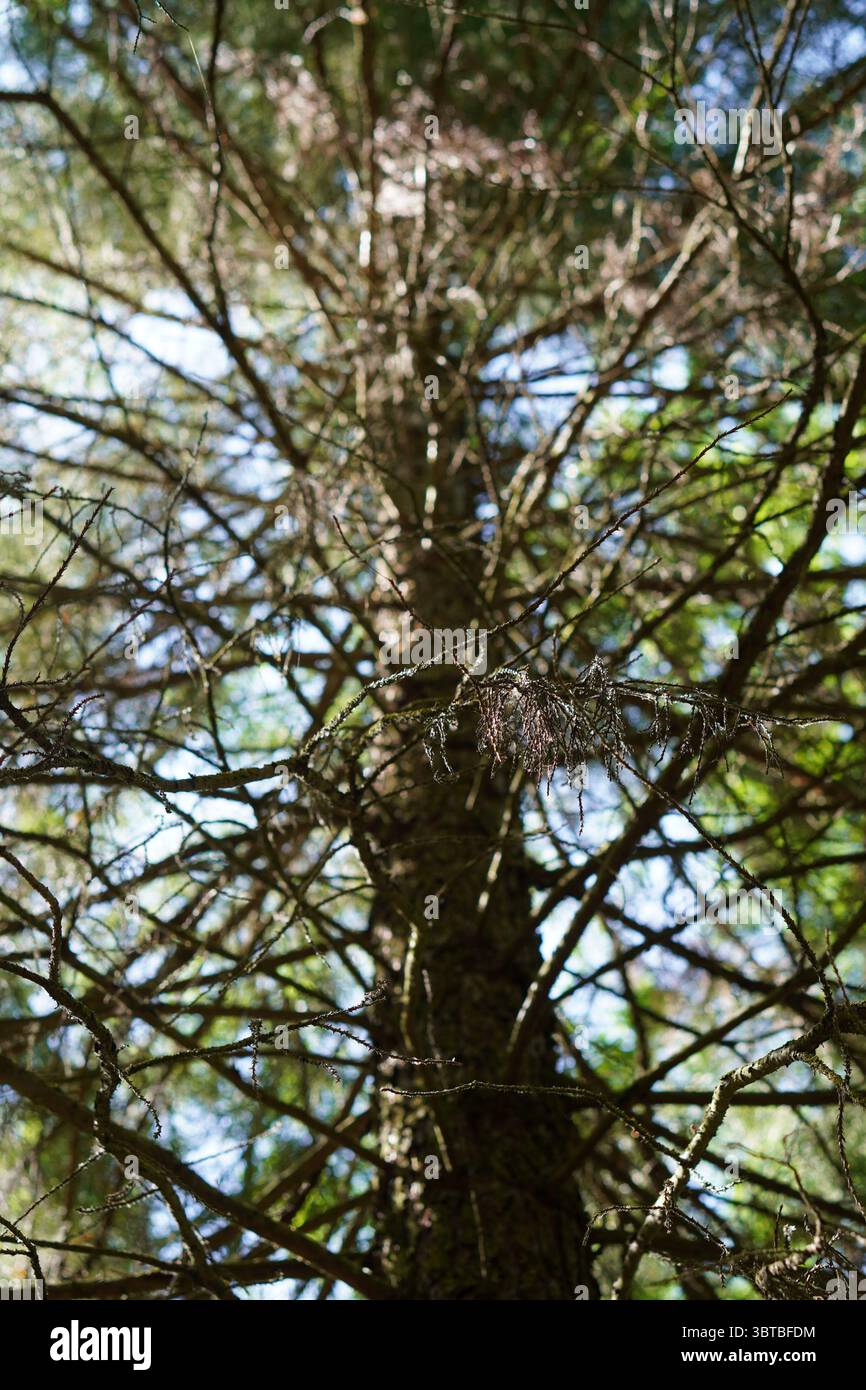 Giant sequoia tree branches hi-res stock photography and images - Alamy