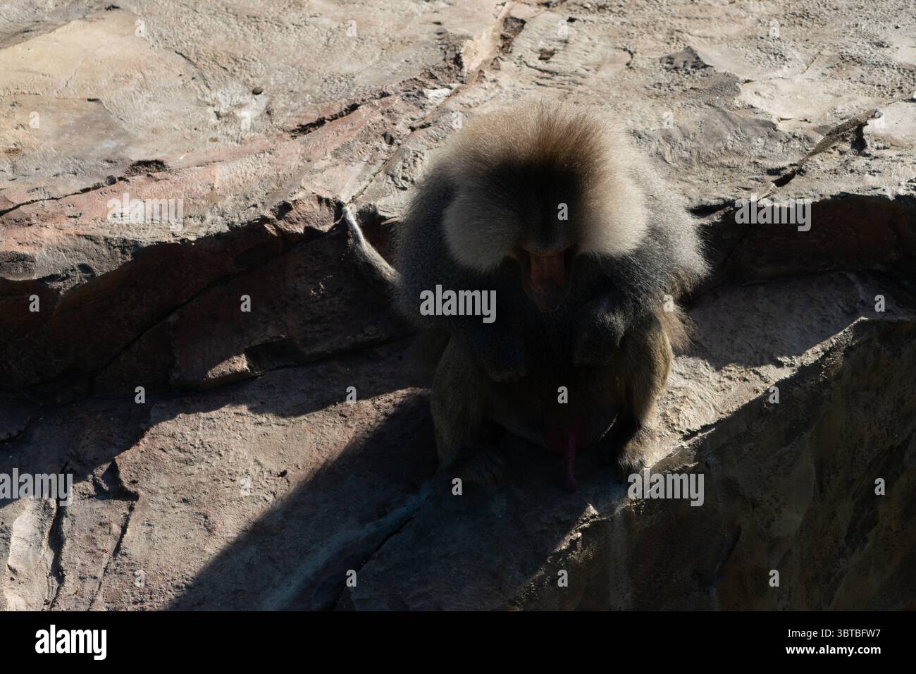 Baboon Monkey Grooming Rocks - A baboon monkey sits on a rock and ...