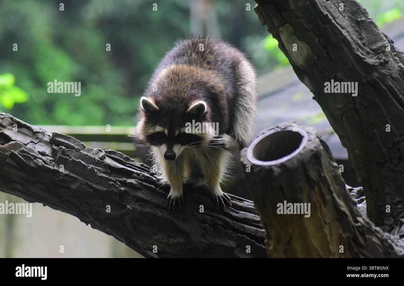 Animals enjoy summer time at Hangzhou Zoo, Hangzhou City, east China's ...