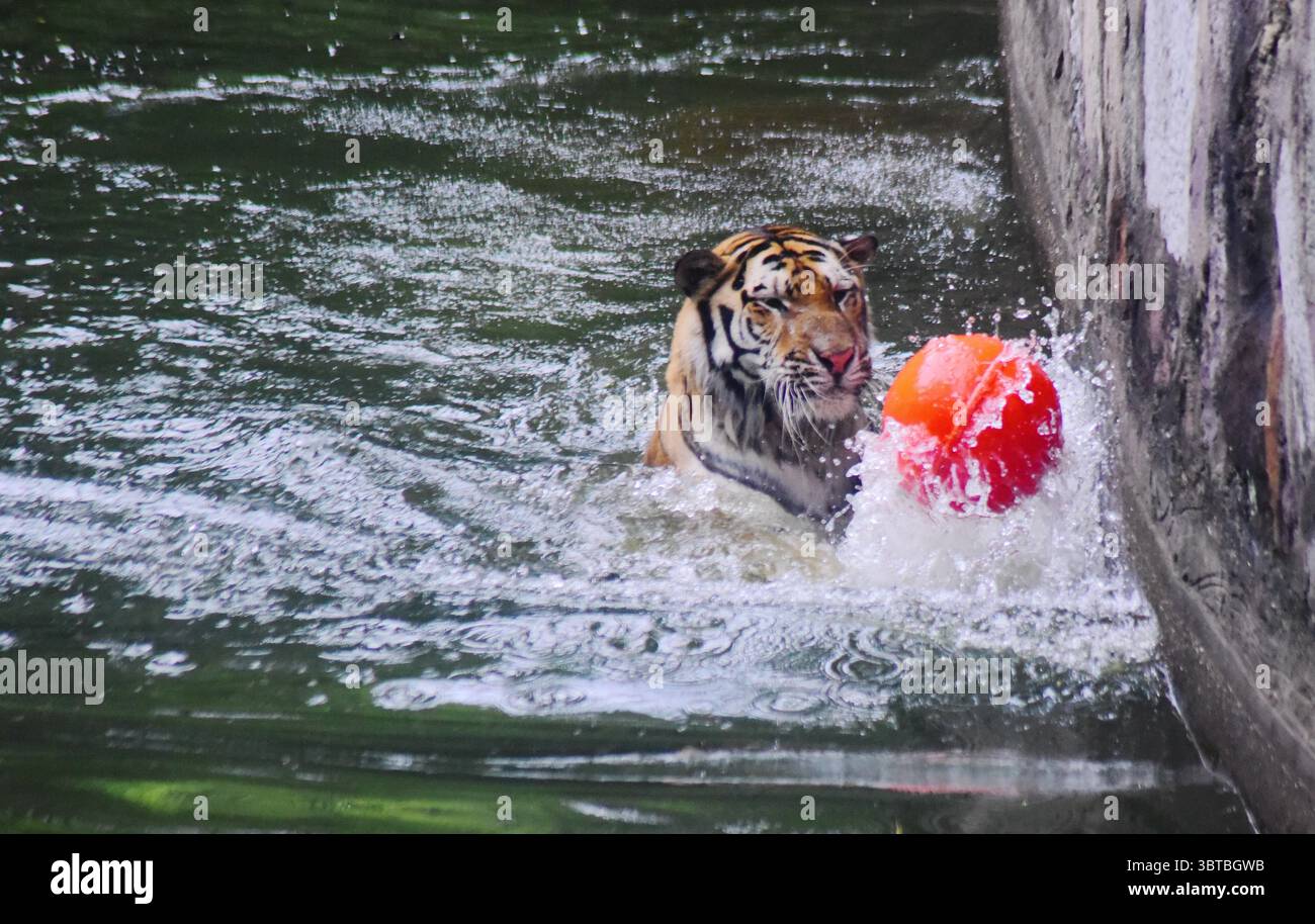 Animals enjoy summer time at Hangzhou Zoo, Hangzhou City, east China's ...