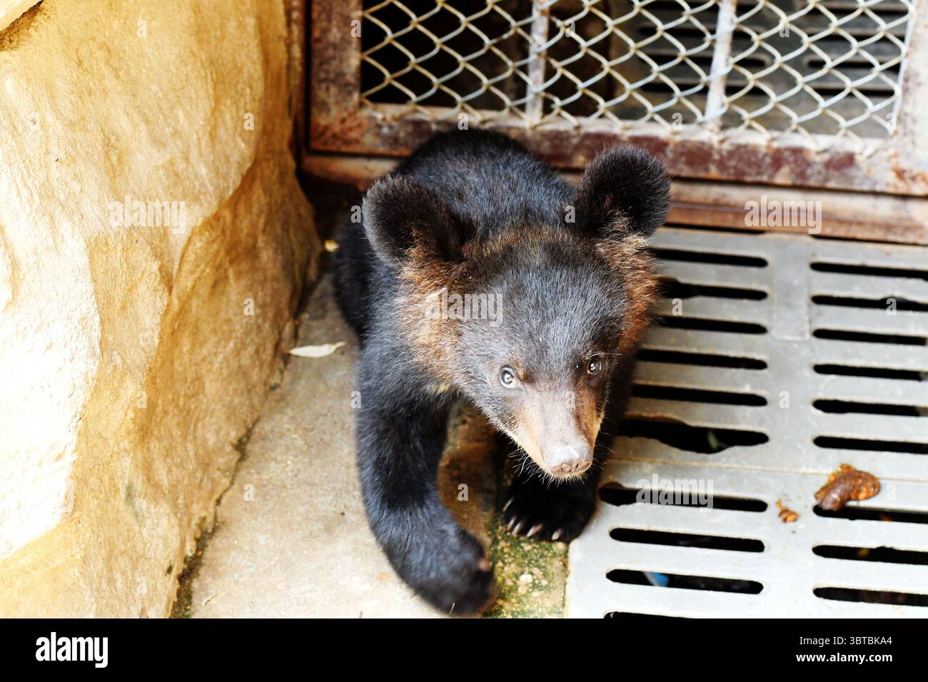 Animals enjoy summer time at a forest wildlife world in Qingdao City ...