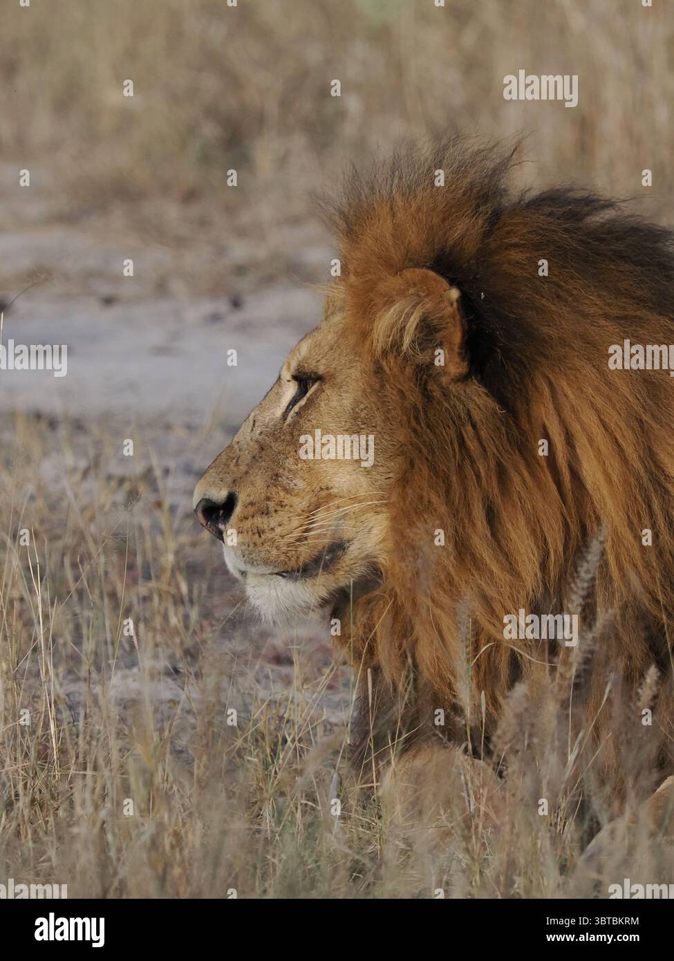 The apex predator of Africa is the African lion, with their strength in ...