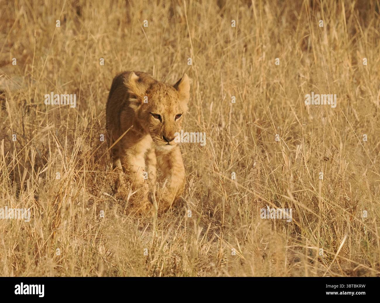 The apex predator of Africa is the African lion, with their strength in ...