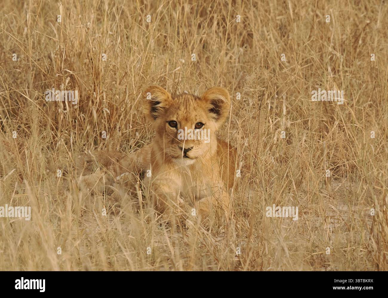 The apex predator of Africa is the African lion, with their strength in ...