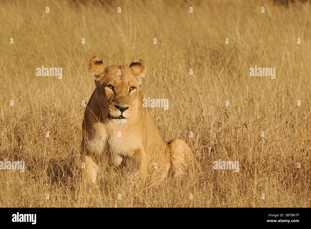 The apex predator of Africa is the African lion, with their strength in ...