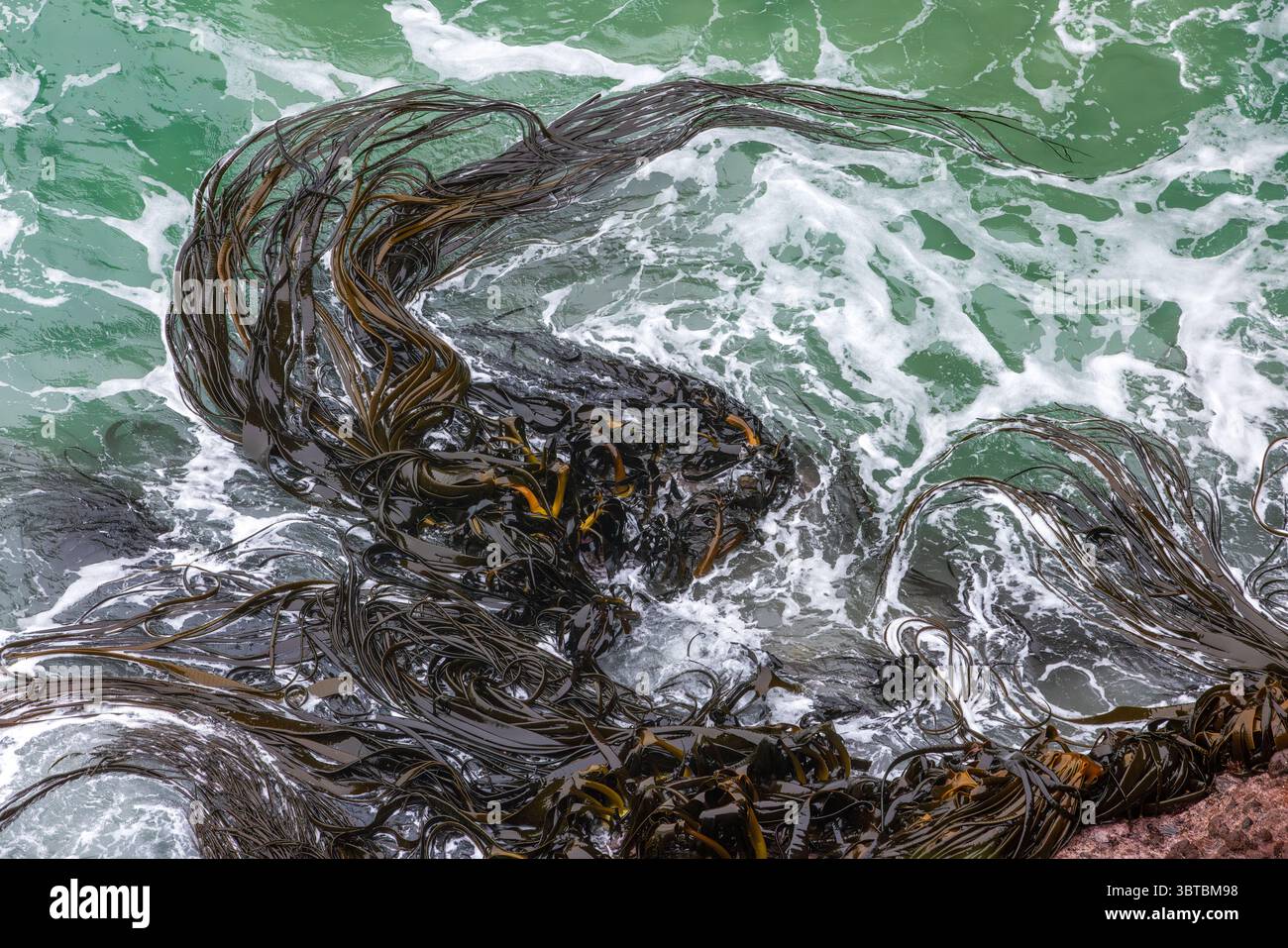 Seaweed in the tide. The brown kelp Durvillaea antarctica thrashing in ...