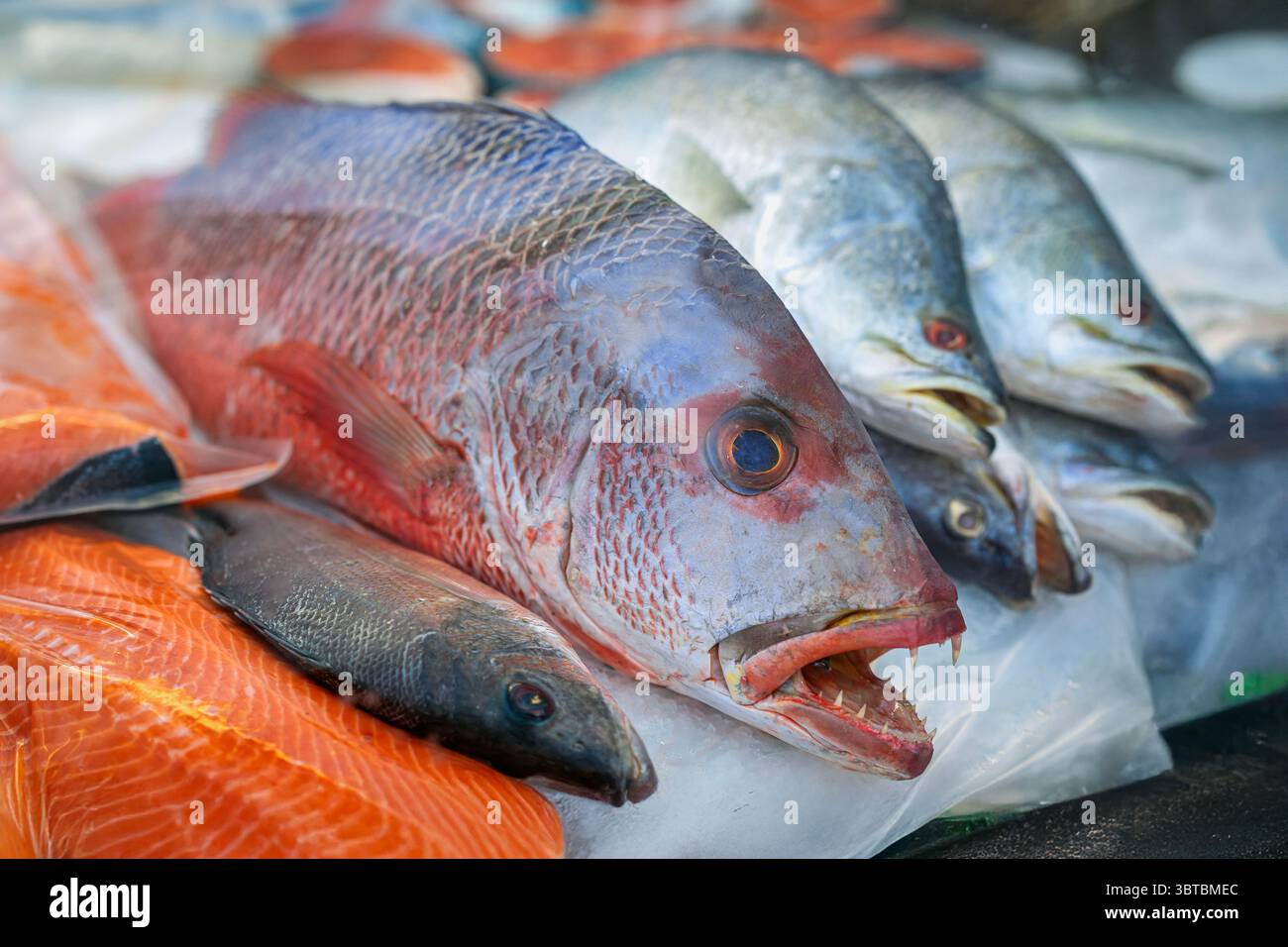 Fish on counter. Fresh whole fish and salmon fillets on ice at seafood ...