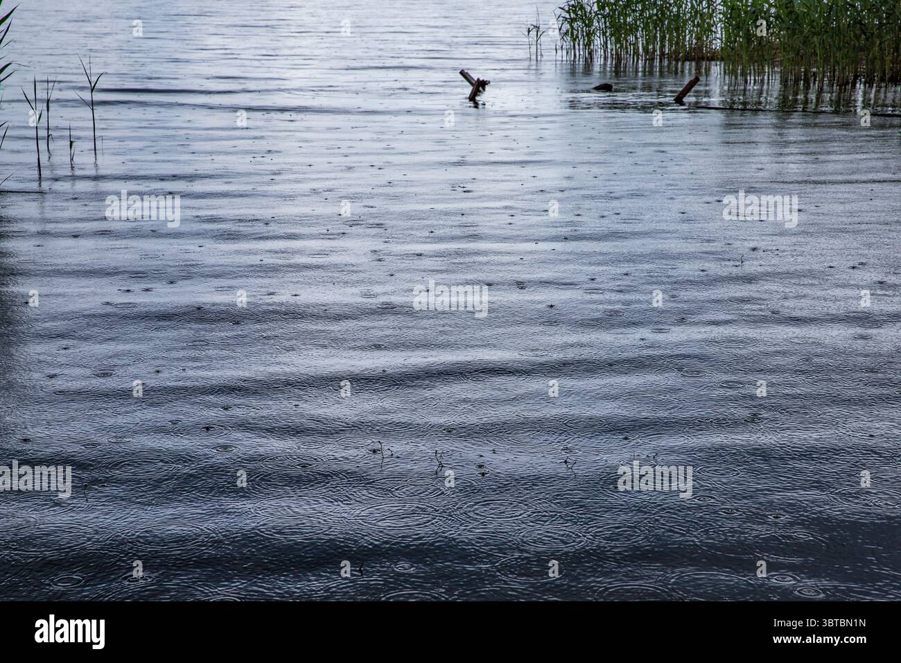 Close-up view of raindrops creating ripples on a calm water surface ...