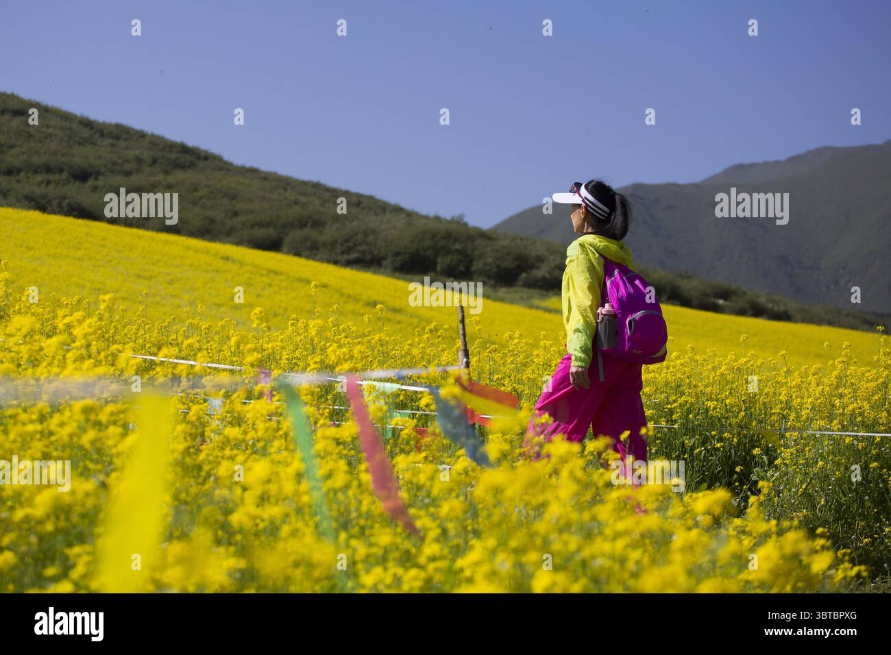 Blooming cole flowers attract visitors in Wuwei City, northwest China's ...