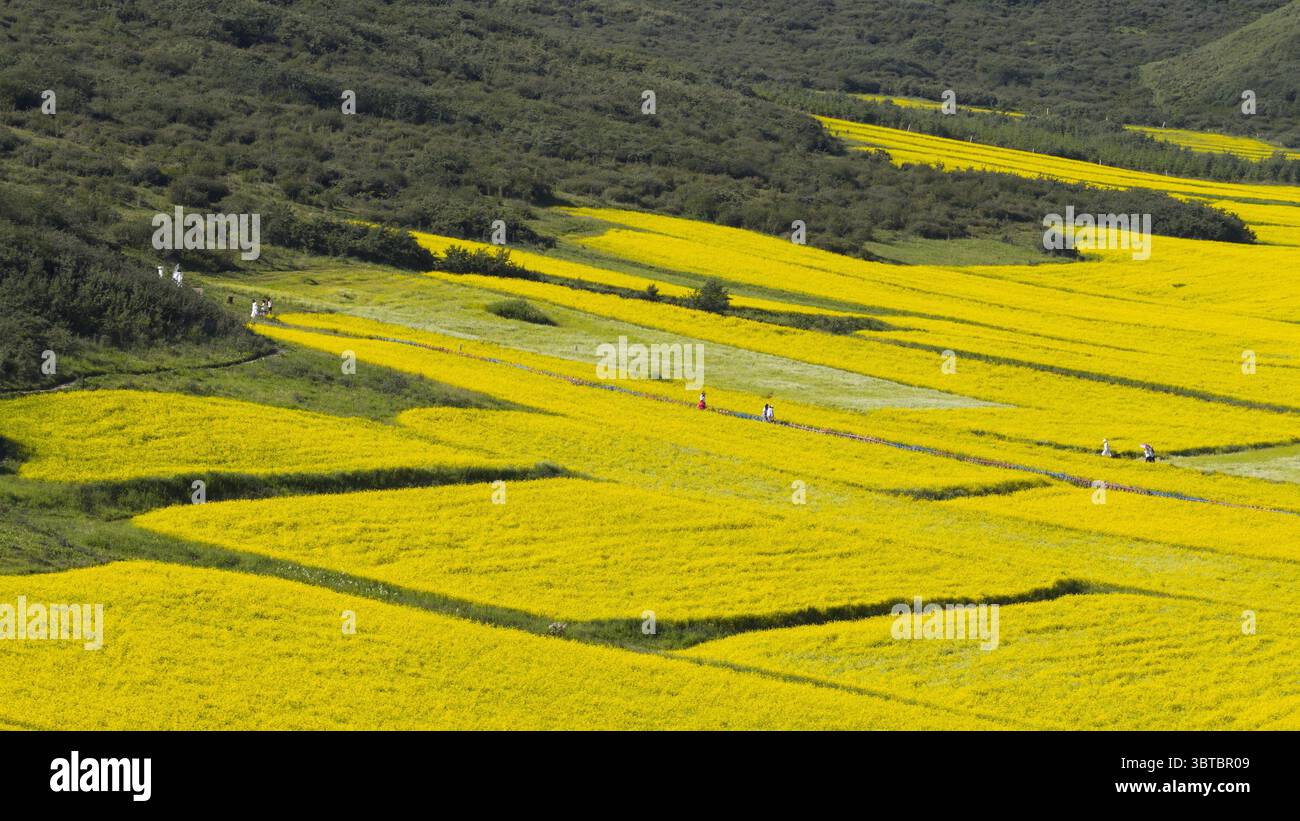 Blooming cole flowers attract visitors in Wuwei City, northwest China's ...