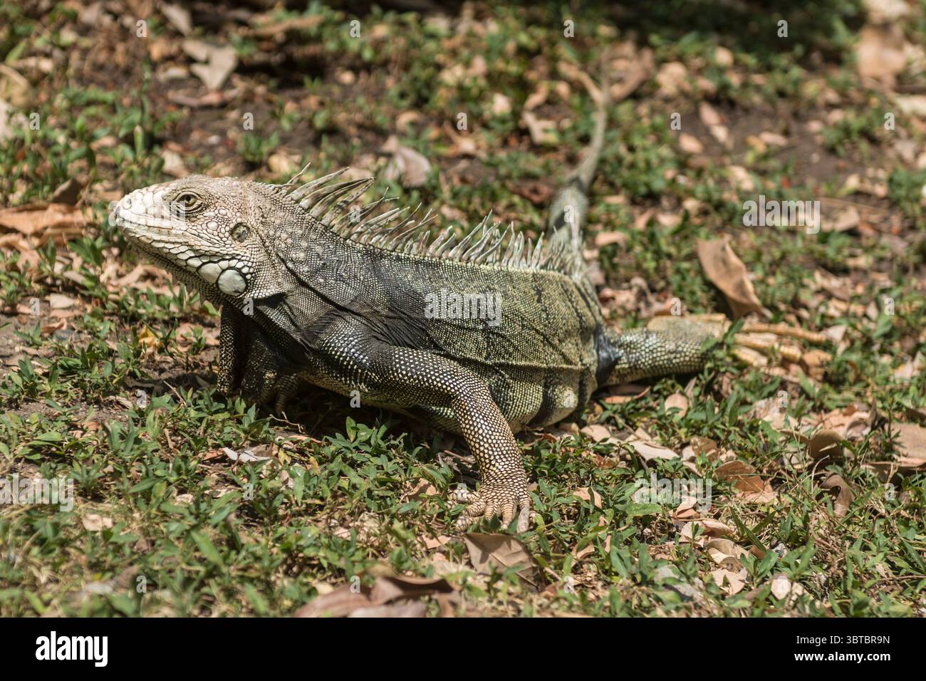 Green iguana (iguana iguana) on the ground in a park in Cartagena ...