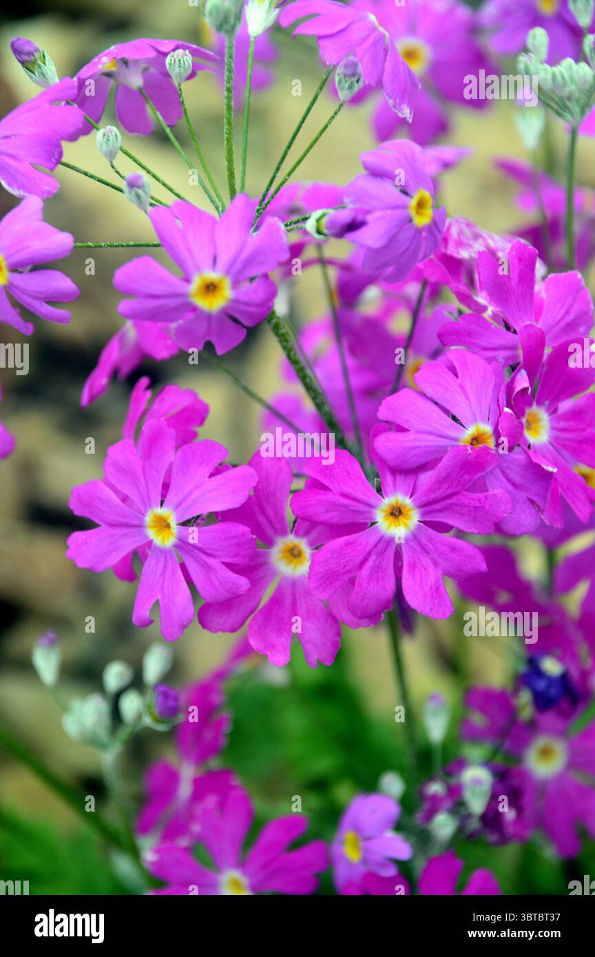 Primula forbesii hi-res stock photography and images - Alamy