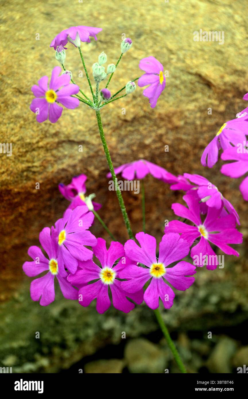 Primula forbesii hi-res stock photography and images - Alamy