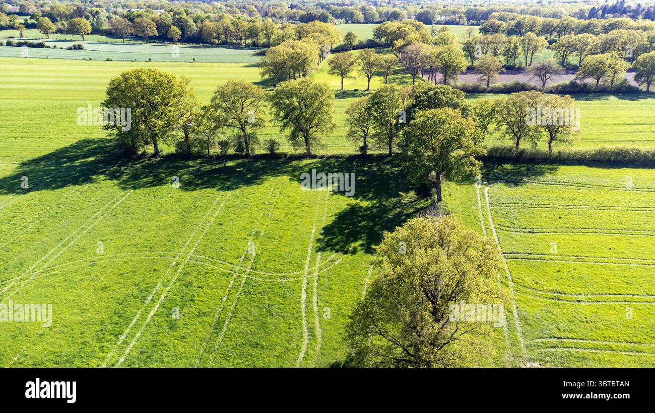 aerial view of grassland with rows of trees Stock Photo - Alamy
