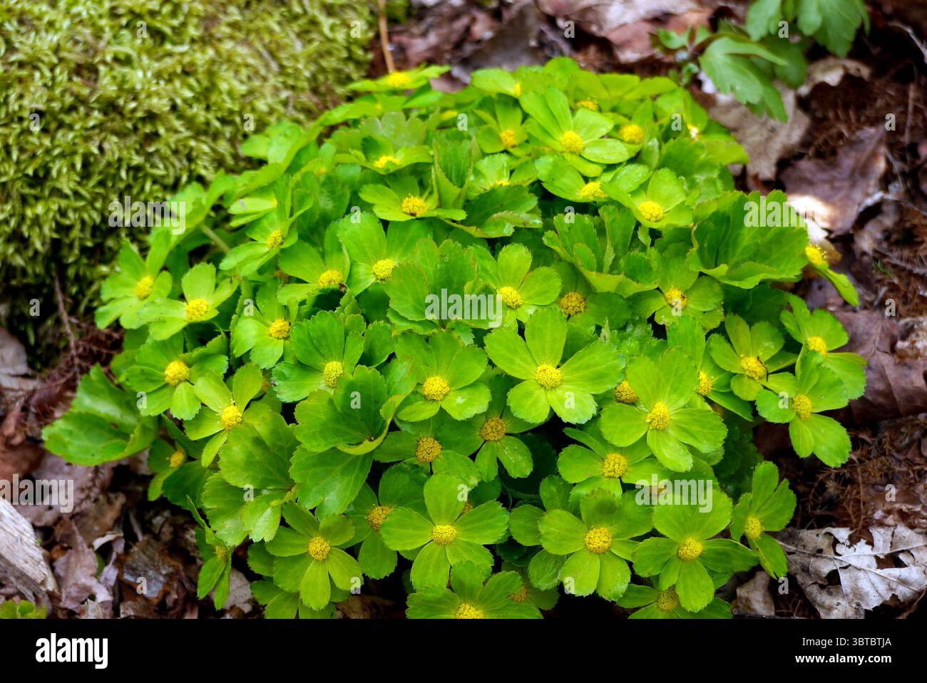 A Clump of Yellow-green Sanicula Epipactis (Broad-leaved Sanicle ...