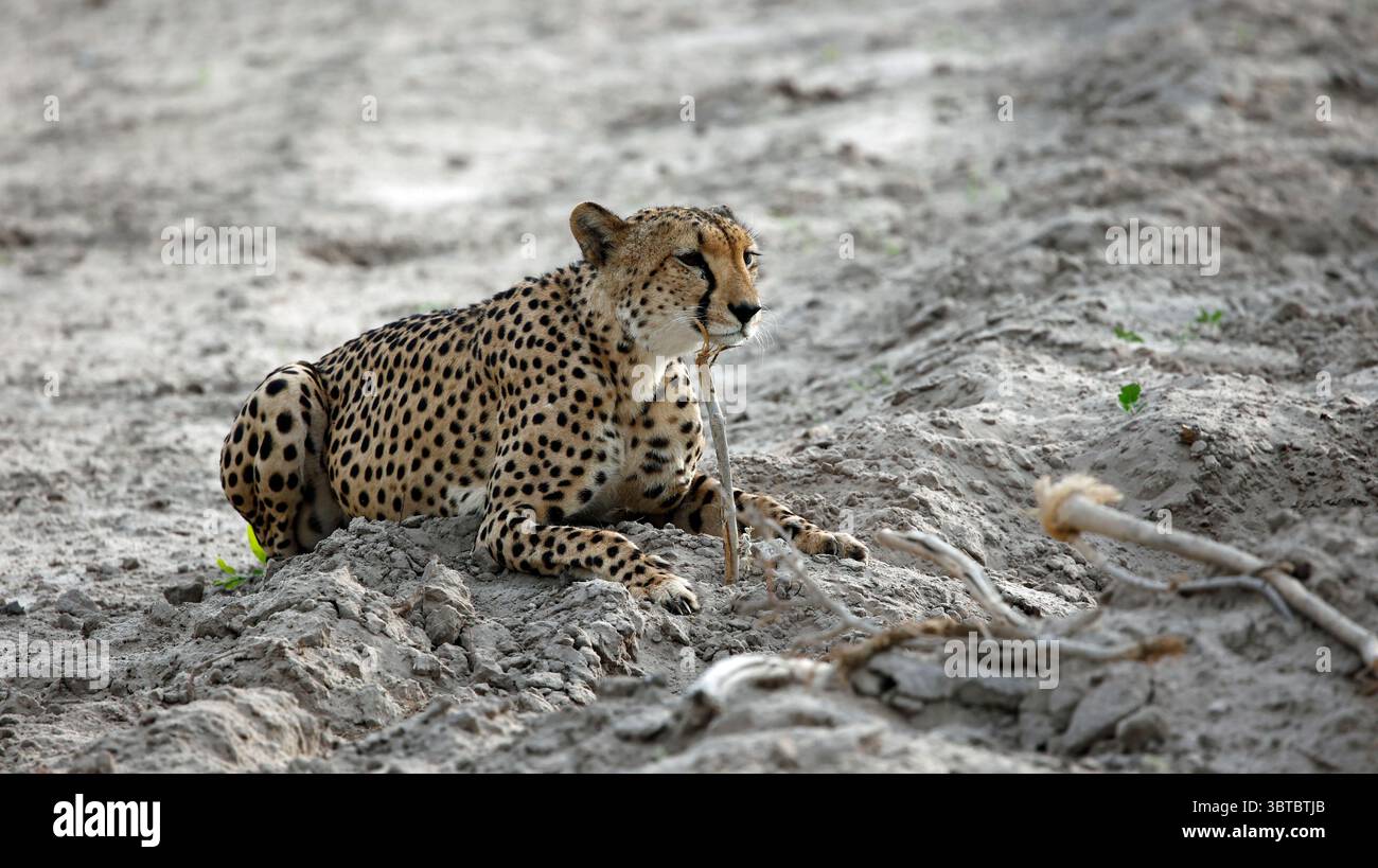 Young cheetahs in grassland hi-res stock photography and images - Alamy