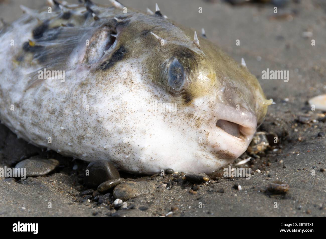 Puffer fish on beach, Seatoun, Wellington, North Island, New Zealand ...