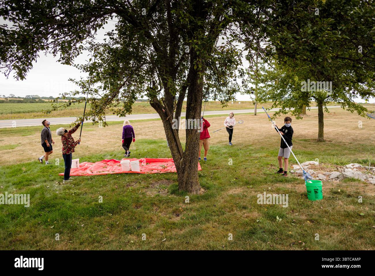 September 1, 2020, Adel, Iowa, U.S: People pick pears on pear trees ...