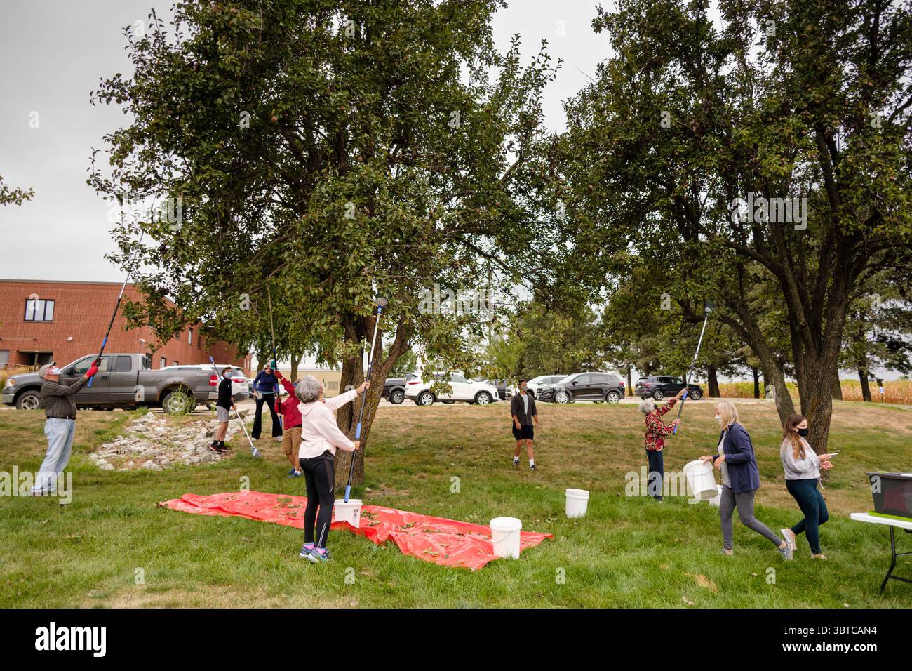September 1, 2020, Adel, Iowa, U.S: People pick pears on pear trees ...