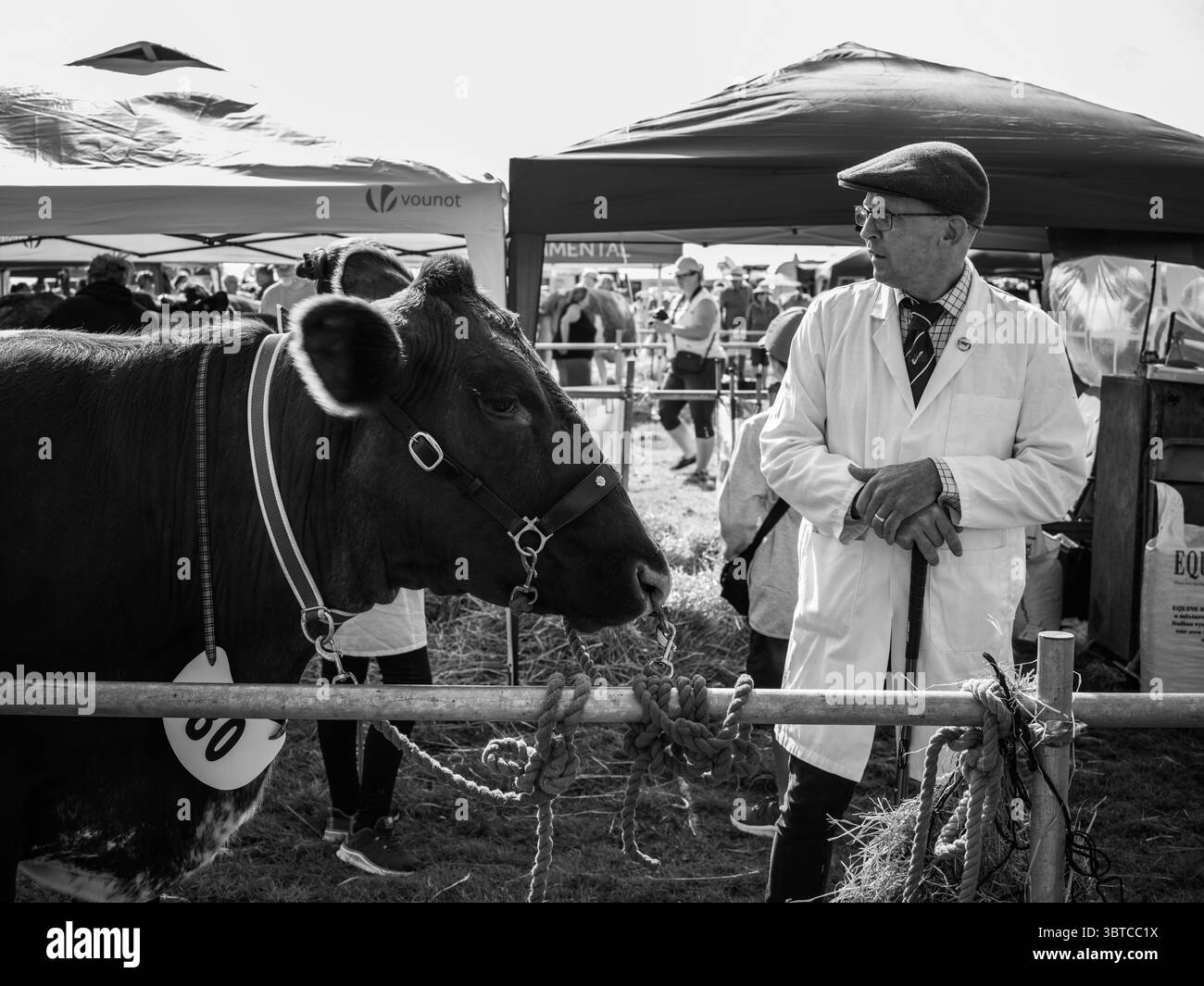 Stithians Show Cornwall July 2025 Stock Photo - Alamy