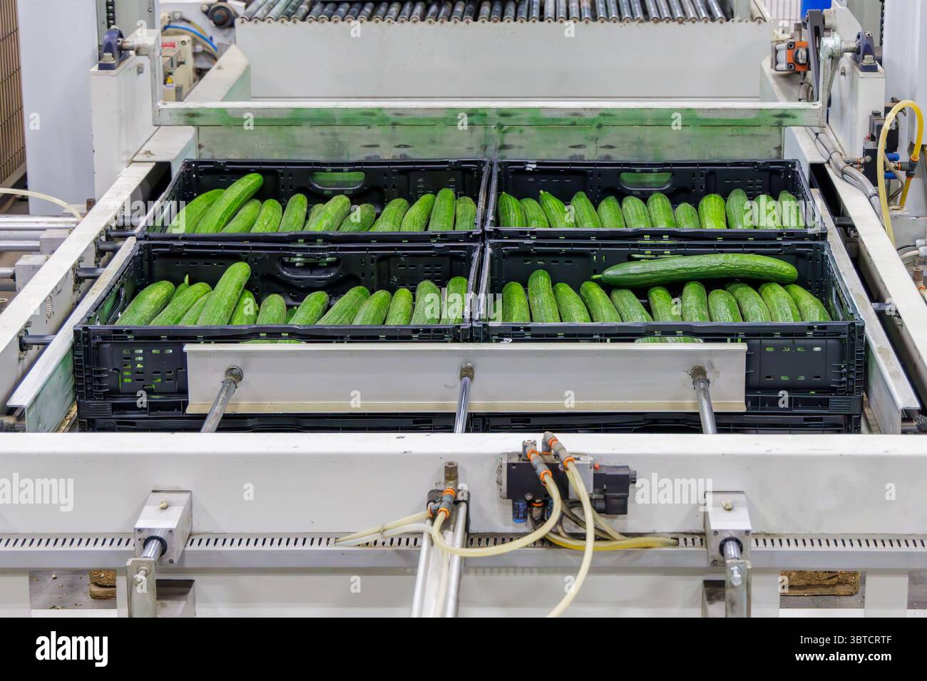 Automated collecting of crates with fresh harvested green cucumbers in ...