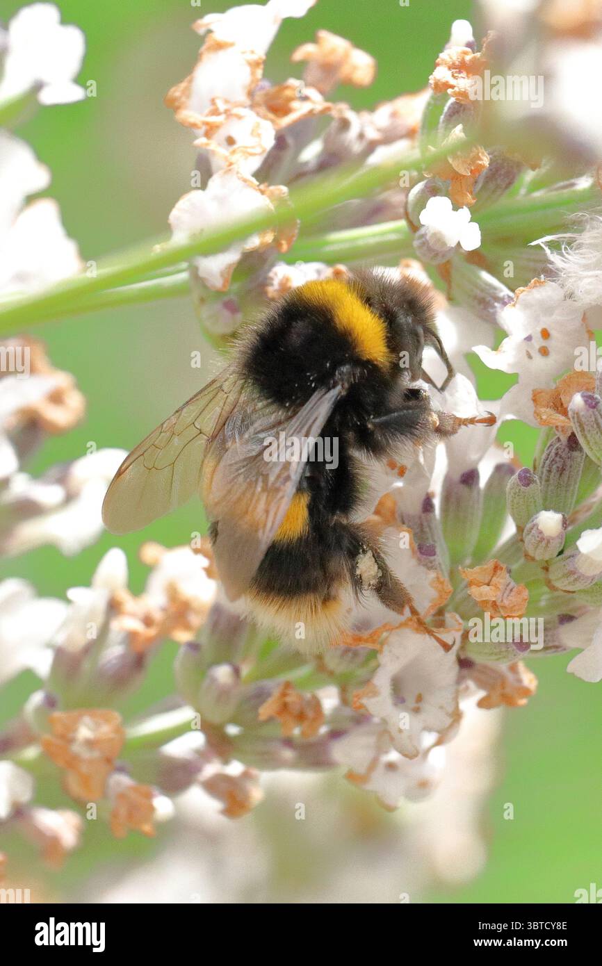 Buff-Tailed Bumblebee, bombus terrestris Stock Photo - Alamy