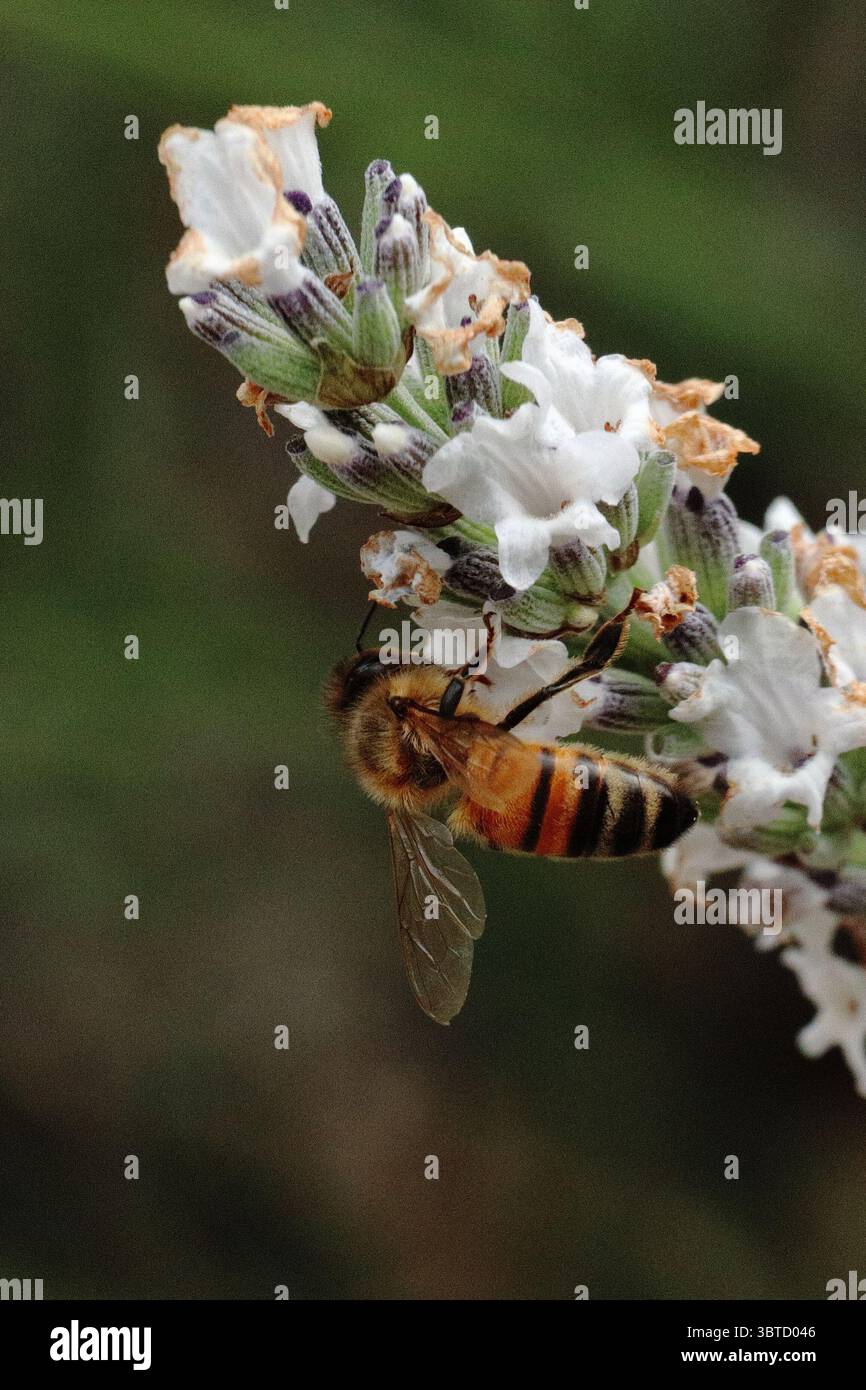Honey bee, genus Apis Mellifera Stock Photo - Alamy